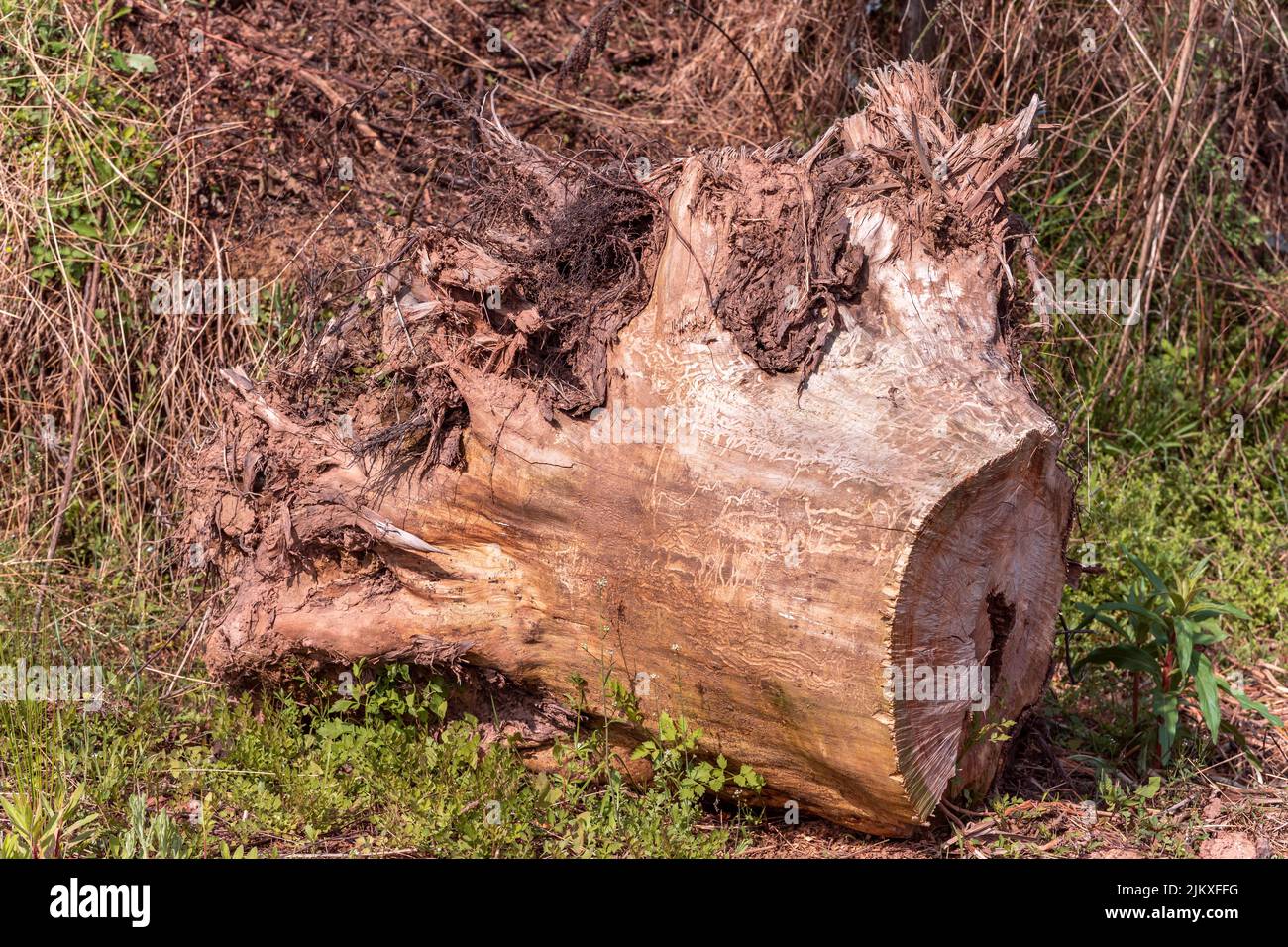 felled tree trunk fell to the ground Stock Photo - Alamy