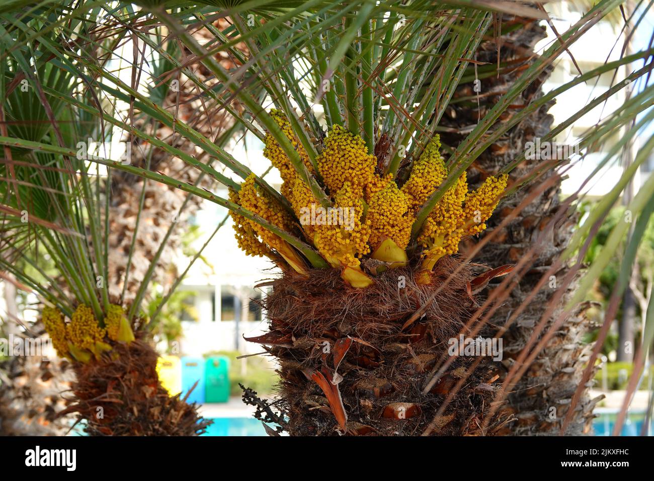 A trunk of a palm tree with inflorescences under the sunlight Stock ...