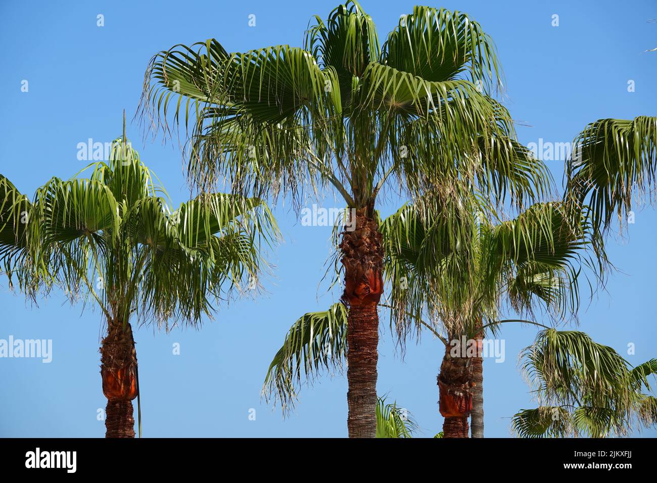The palm trees under the blue sky in Cala Millor, Mallorca Stock Photo ...