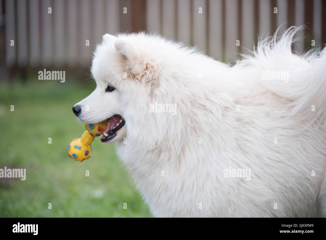 Fluffy white Samoyed puppy dog is playing with toy Stock Photo - Alamy