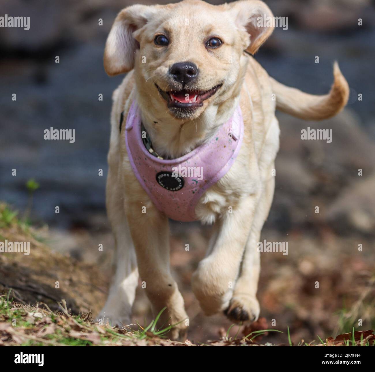 A close-up of little cute Labrador puppy running in the park Stock ...