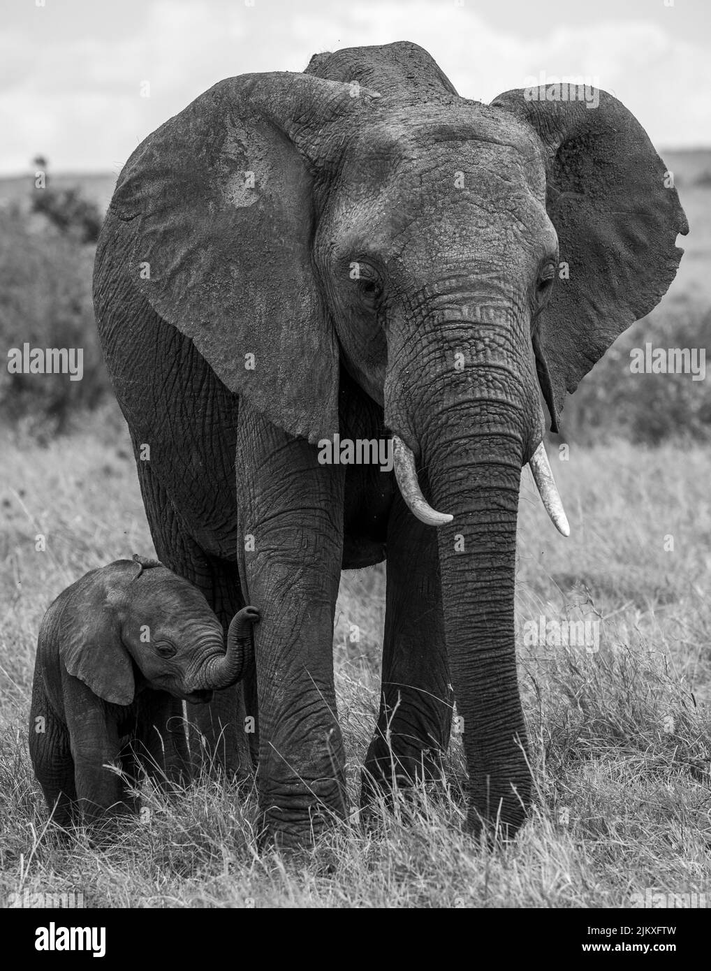 Big baby animal Black and White Stock Photos & Images - Alamy