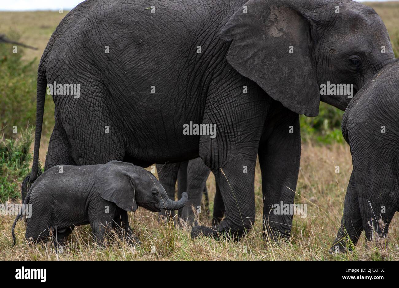 African elephant shot hi-res stock photography and images - Alamy