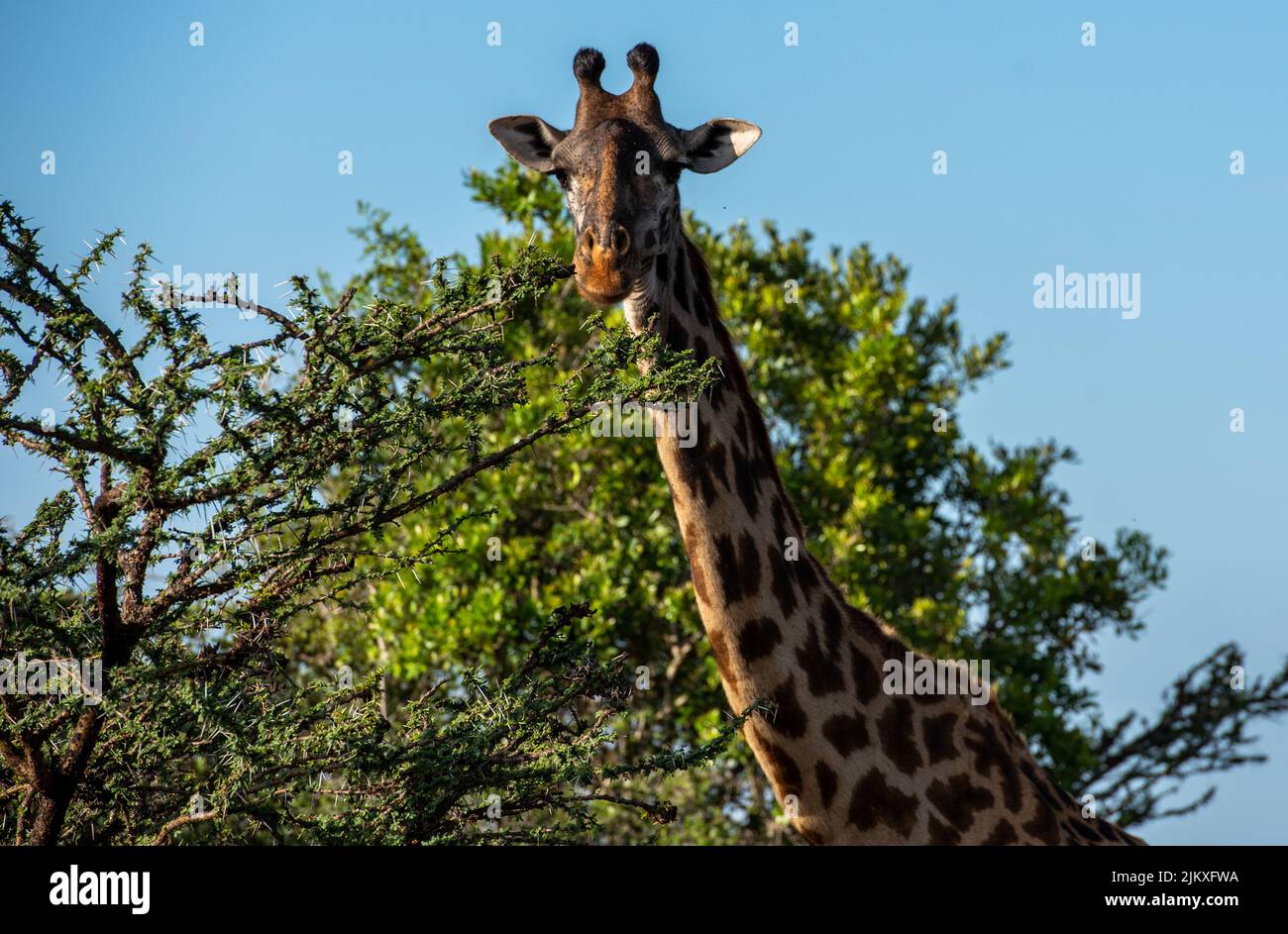 Curious giraffe hi-res stock photography and images - Alamy