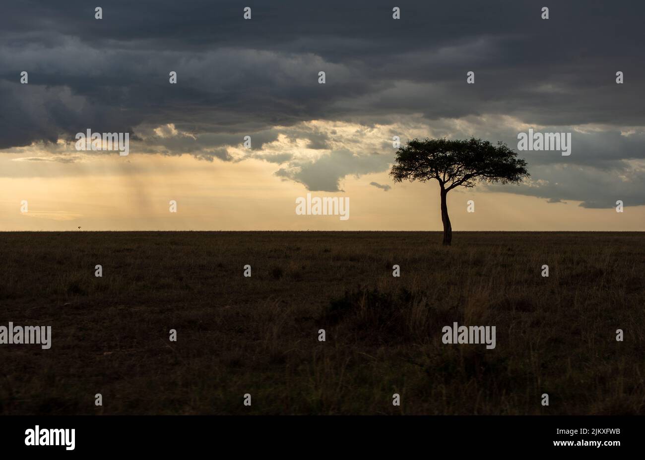 Savannah tree hi-res stock photography and images - Alamy