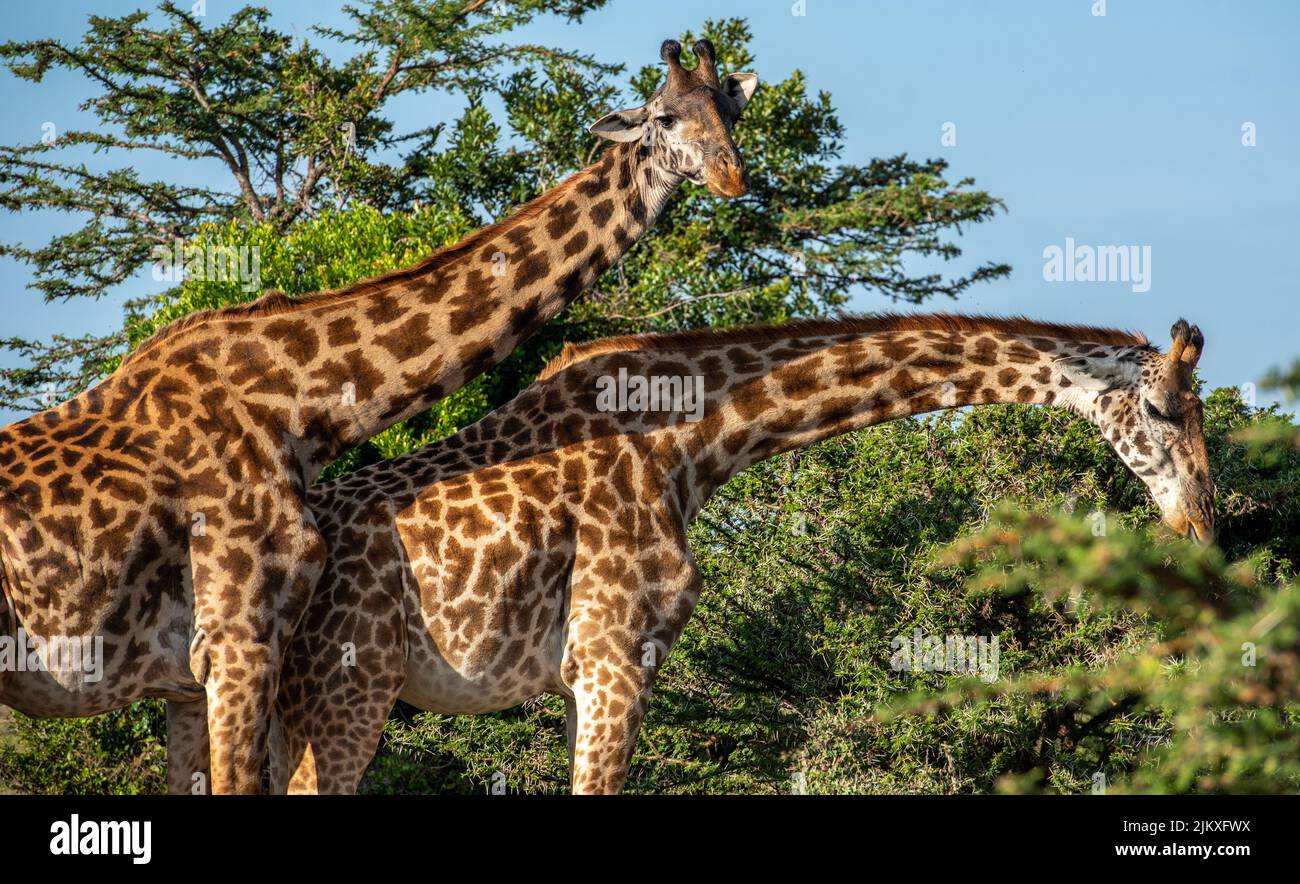 The giraffes in the jungle with dense trees Stock Photo - Alamy