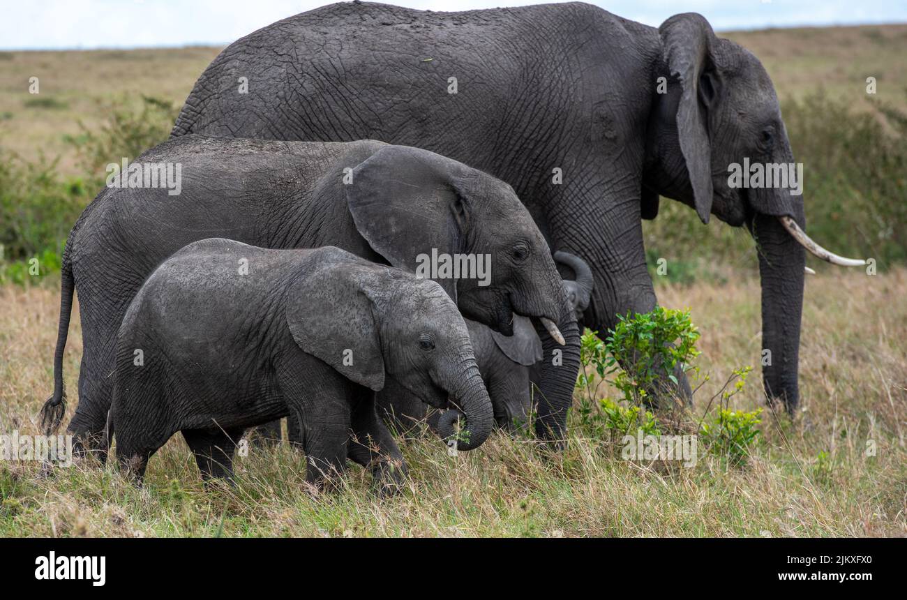 The elephants walking on the grass Stock Photo - Alamy