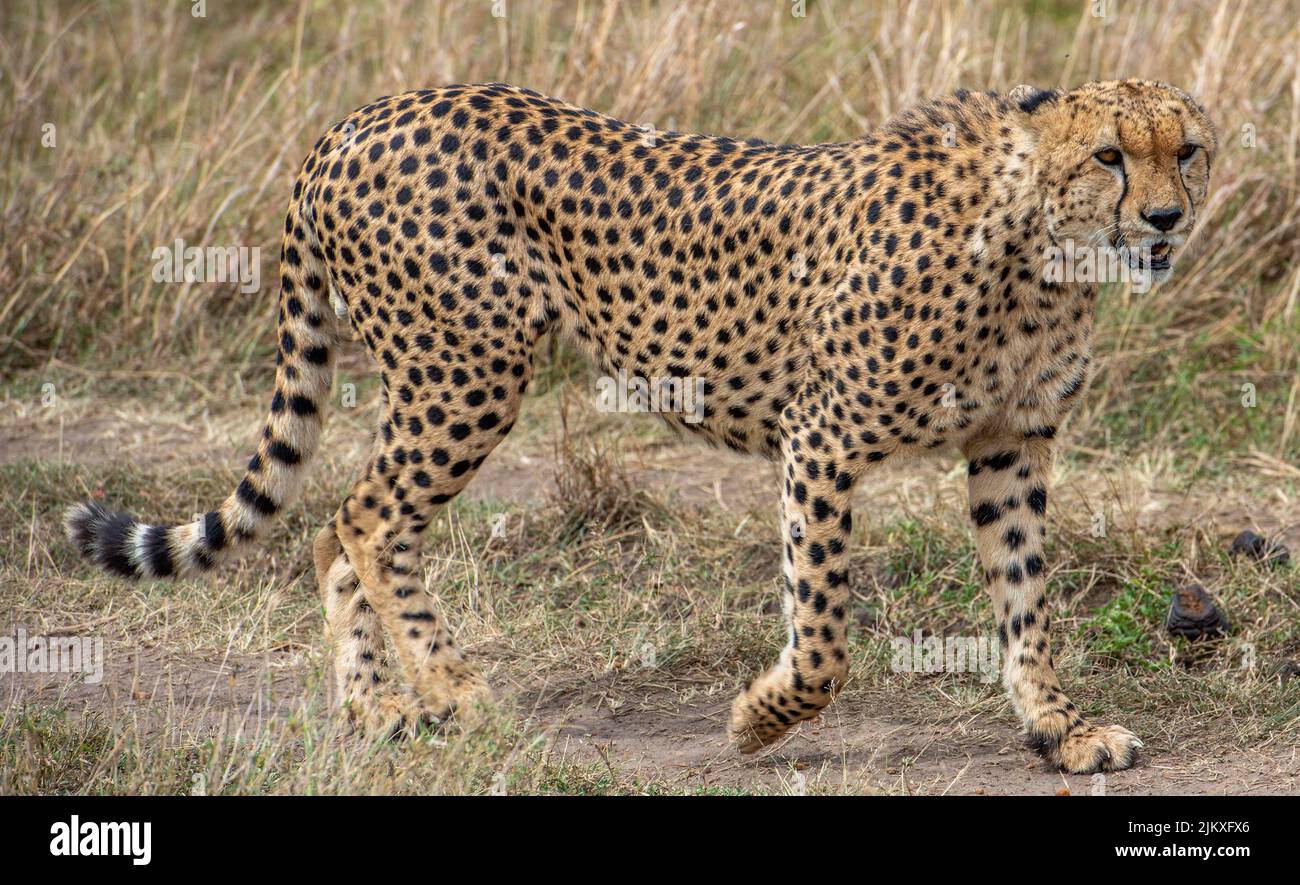 A beautiful cheetah walking in the savanna Stock Photo - Alamy