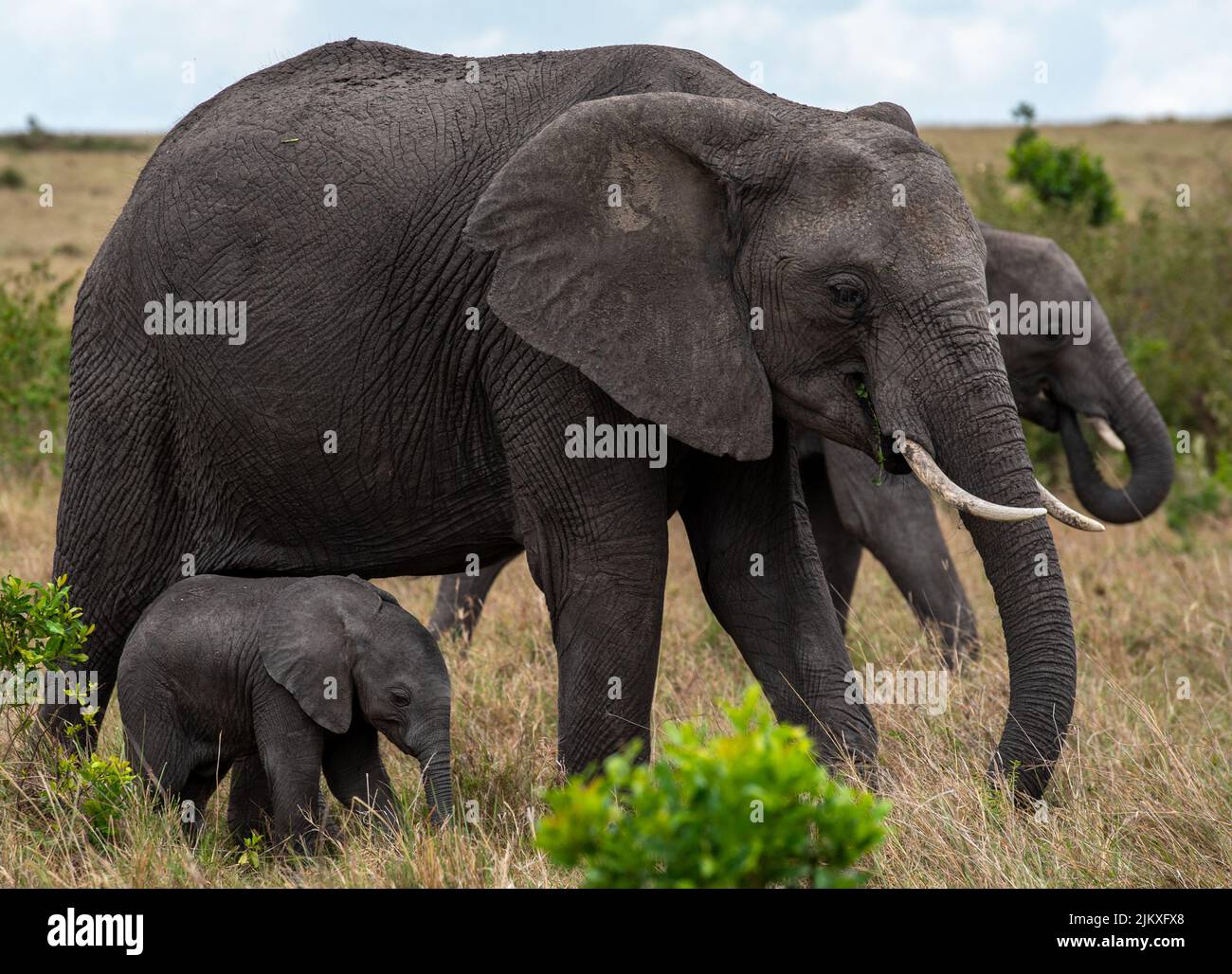 Big african hi-res stock photography and images - Alamy