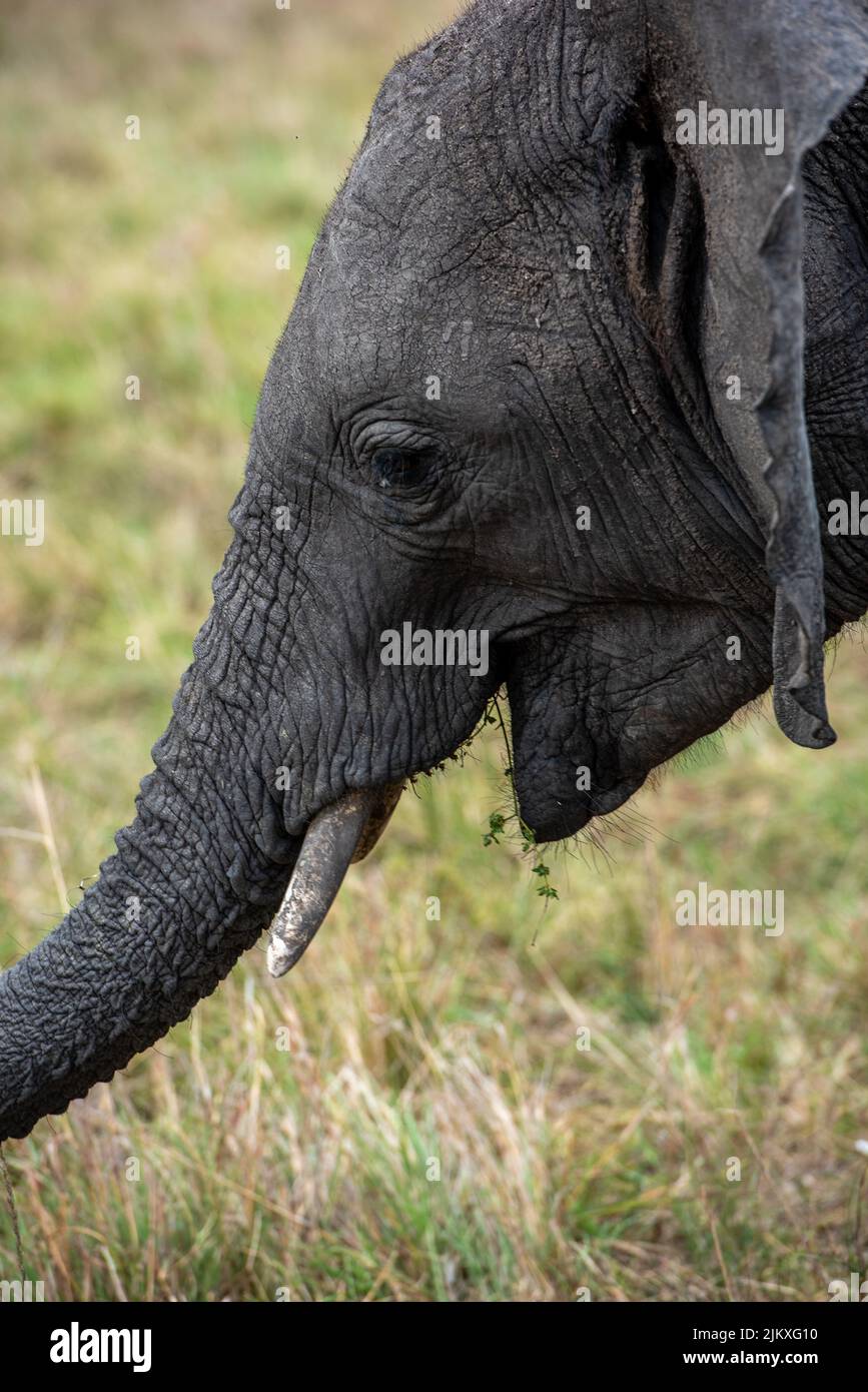 Tanzania elephant face hi-res stock photography and images - Alamy