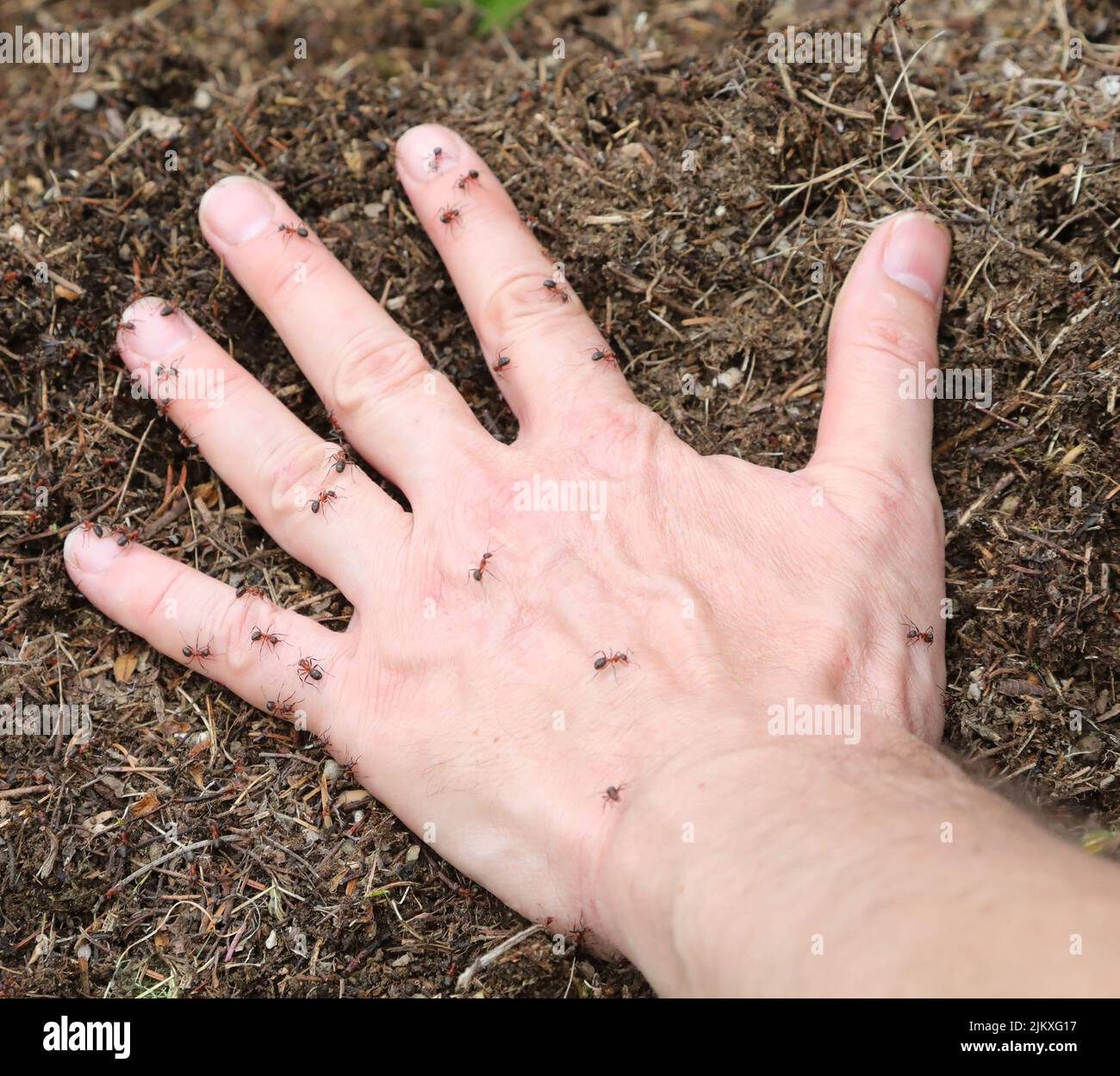 hand of the person covered with ants that bite to defend their anthill ...