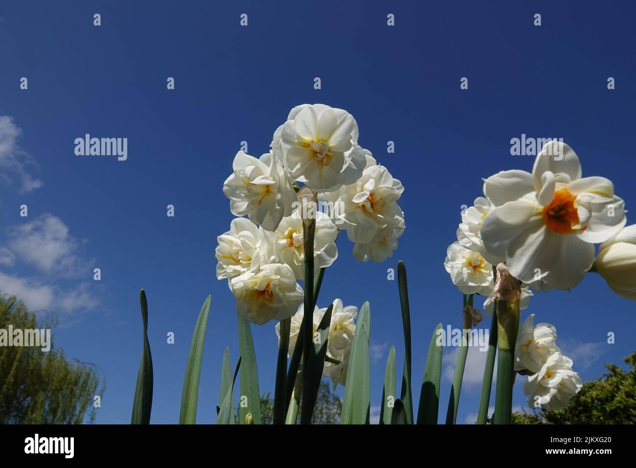 Narcissi flowers viewed from below against a bright blue sky Stock ...