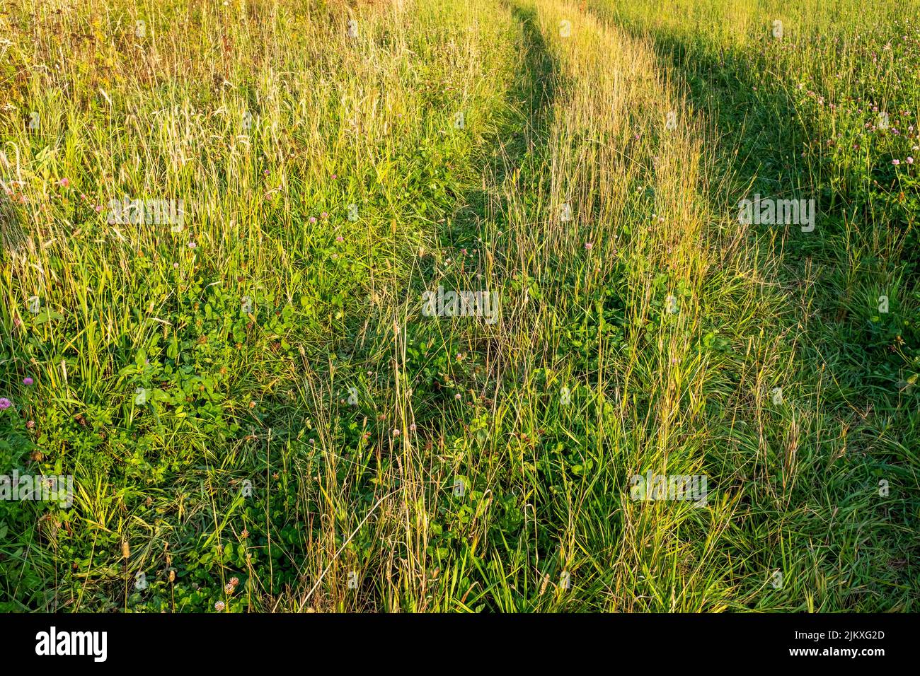 Country road in the green grass field to the horizon. Background of ...