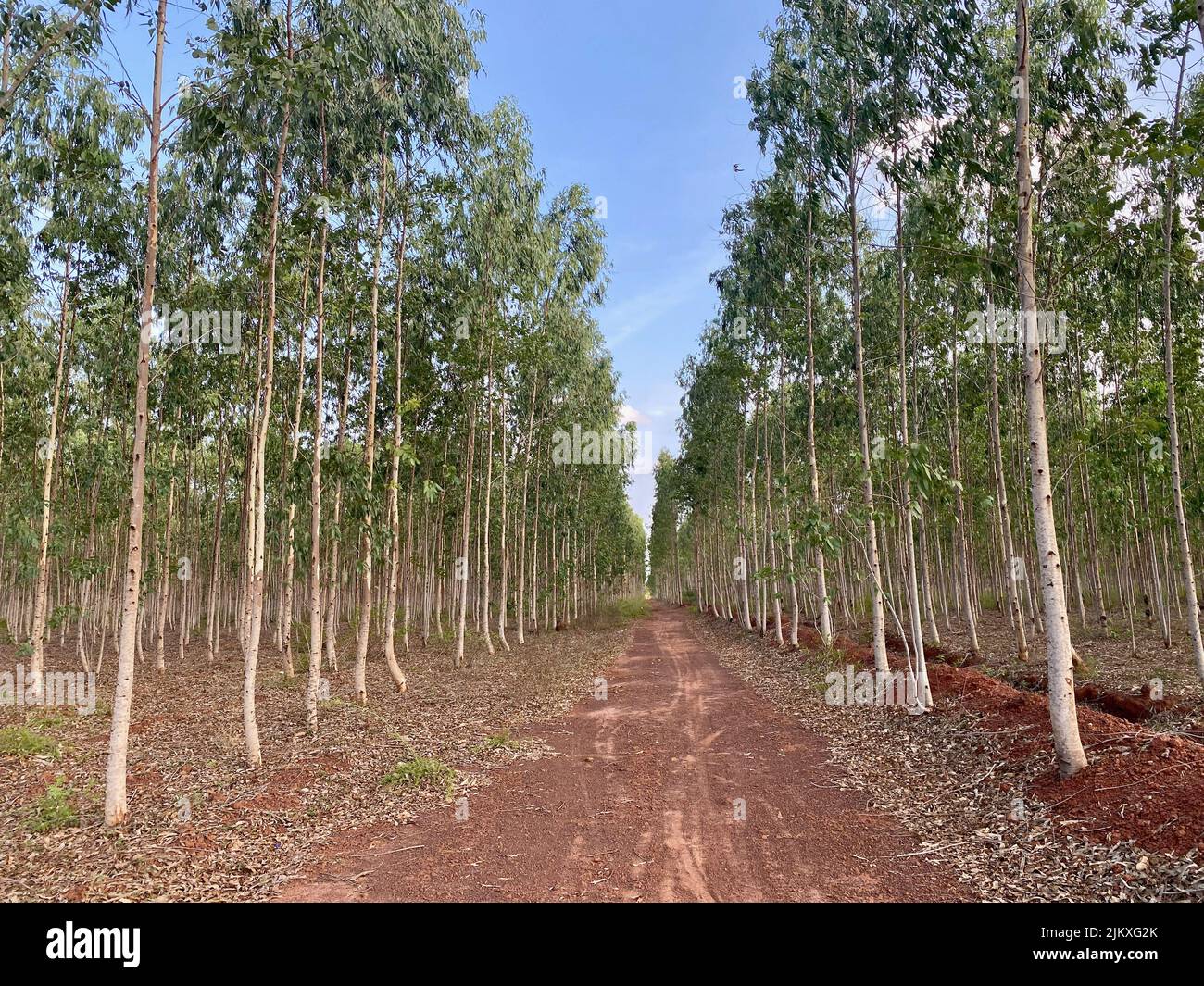 A beautiful walkway with trees Stock Photo - Alamy