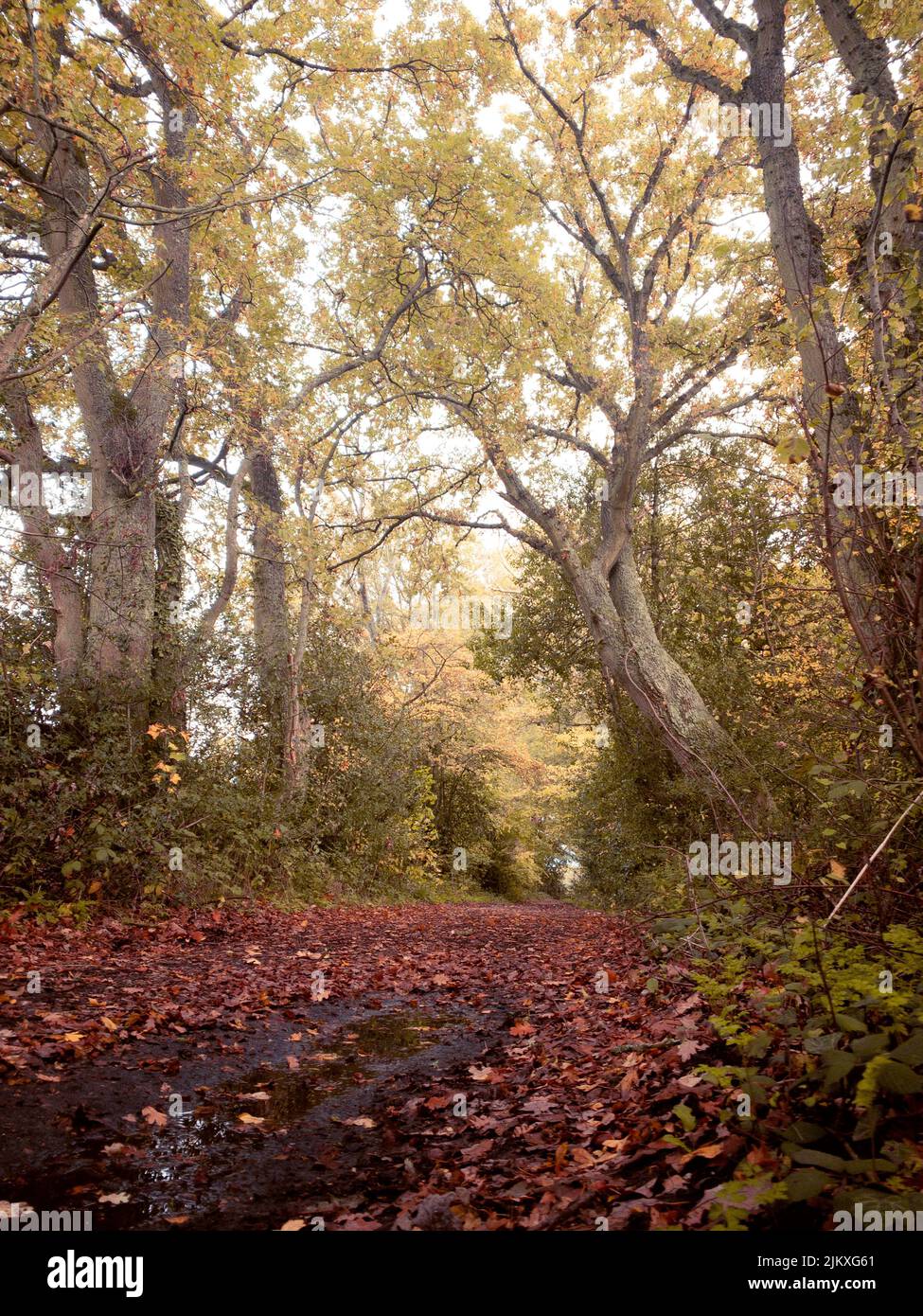 Surrounded by autumn trees and leaves hi-res stock photography and ...