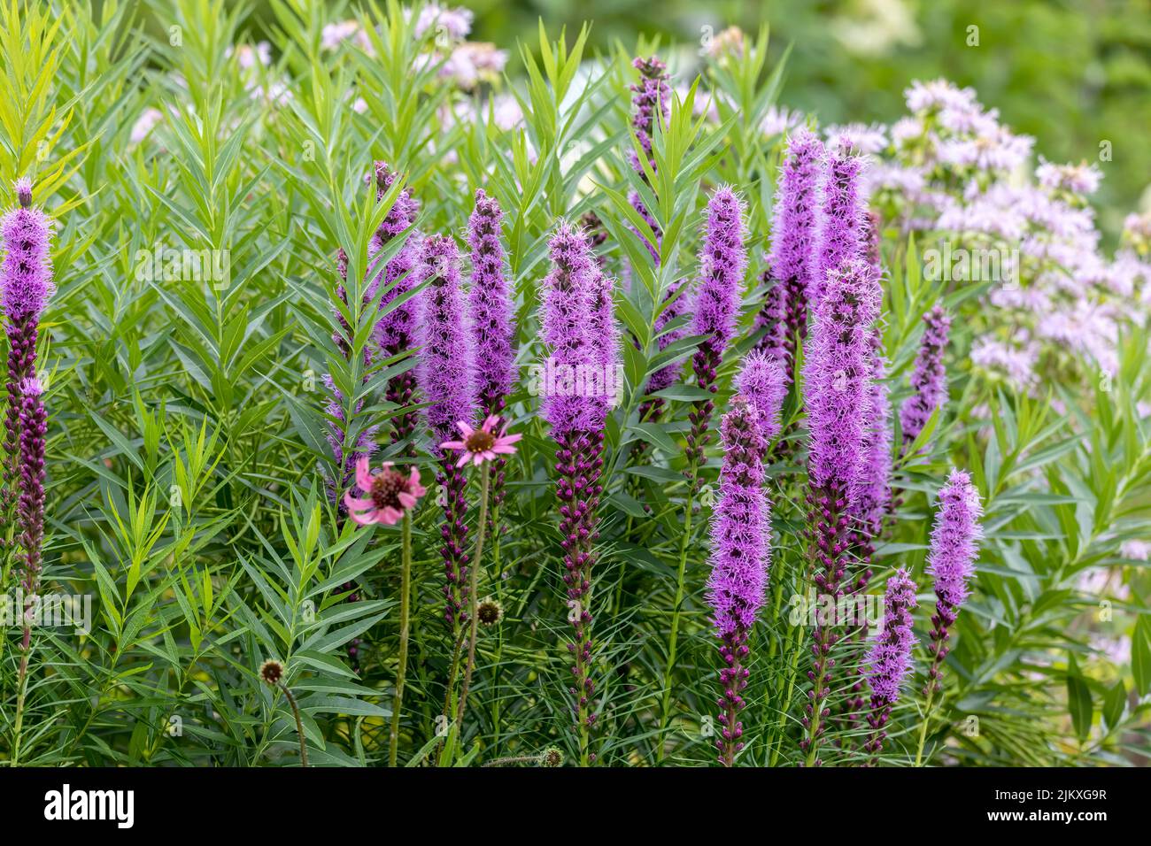 the dense blazing star or prairie feather (Liatris spicata) native to ...