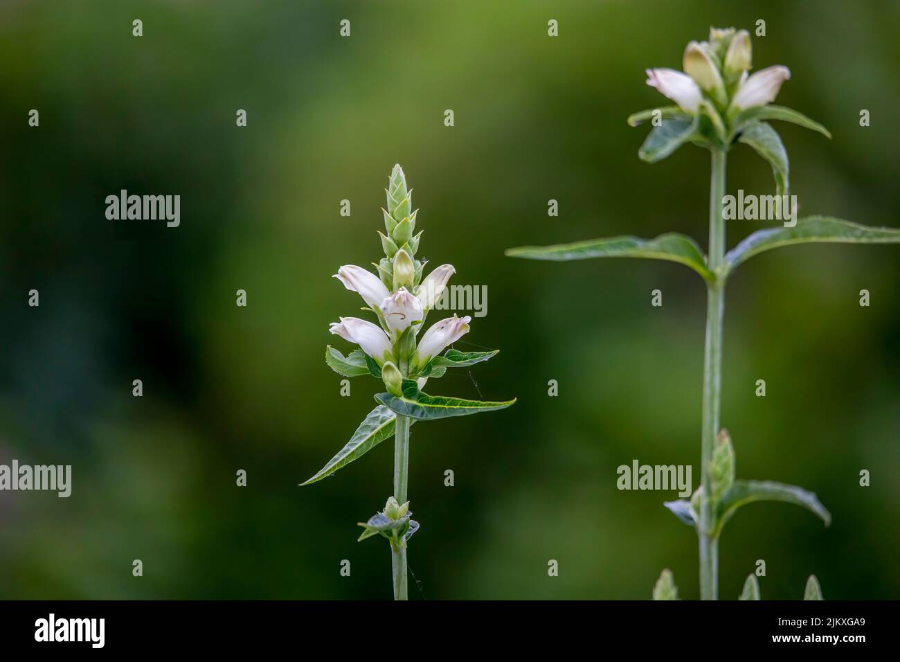 The white turtlehead (Chelone glabra) species of plant native to North ...