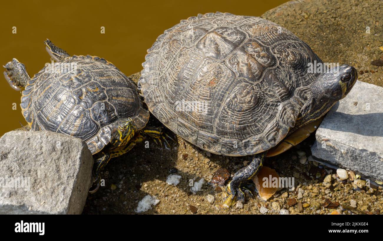 A family of painted turtles on a rock at a pond in the sunlight Stock ...