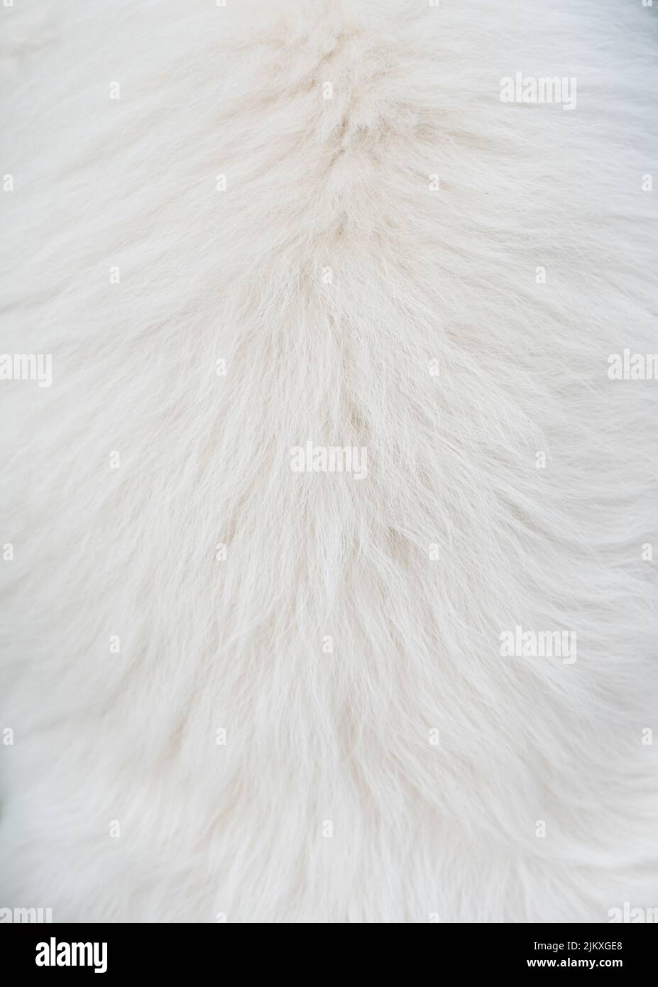 White long hair fur for background or texture Stock Photo - Alamy