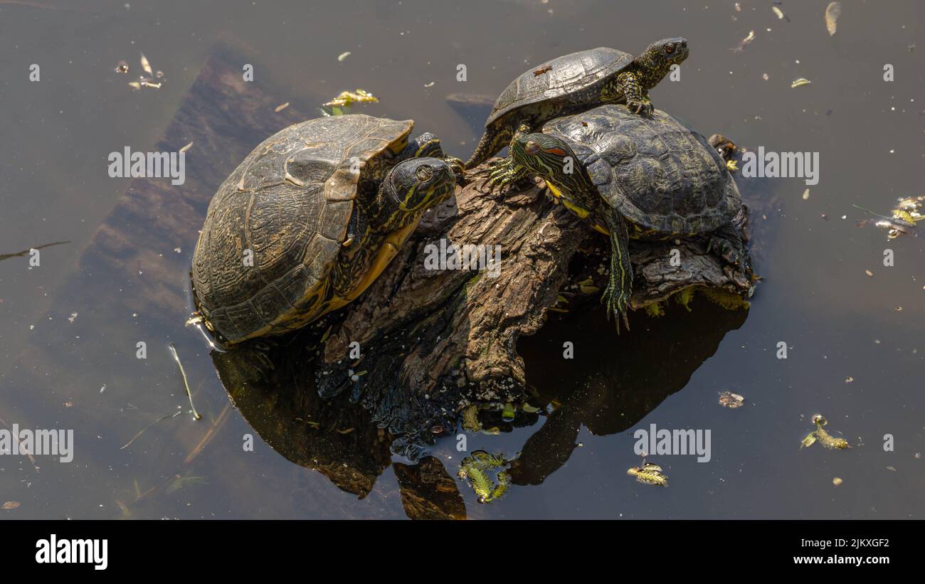 A family of painted turtles on a rock at a pond in the sunlight Stock ...