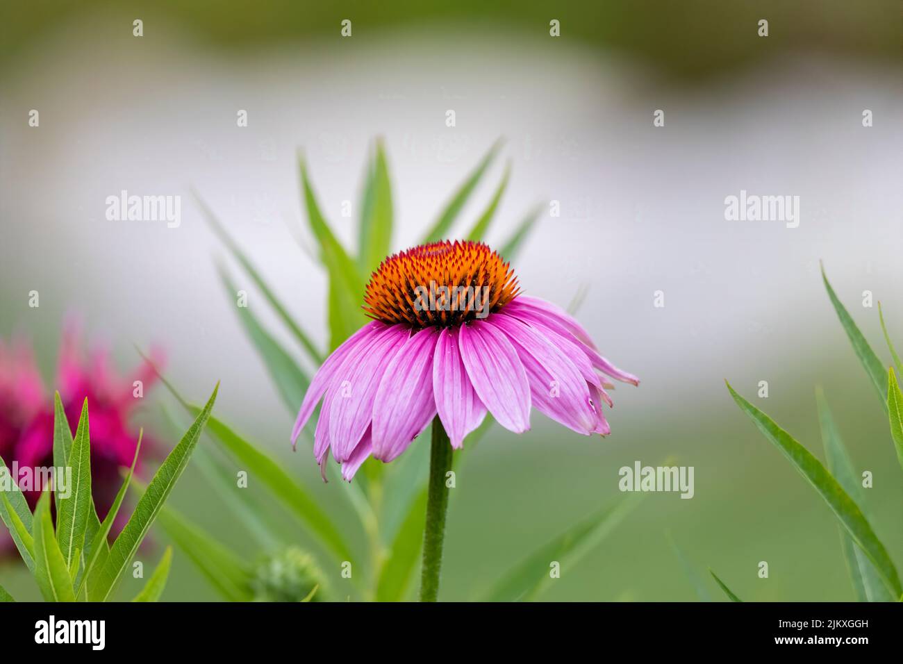 Flowers which are commonly called coneflowers (Echinacea). The pale ...
