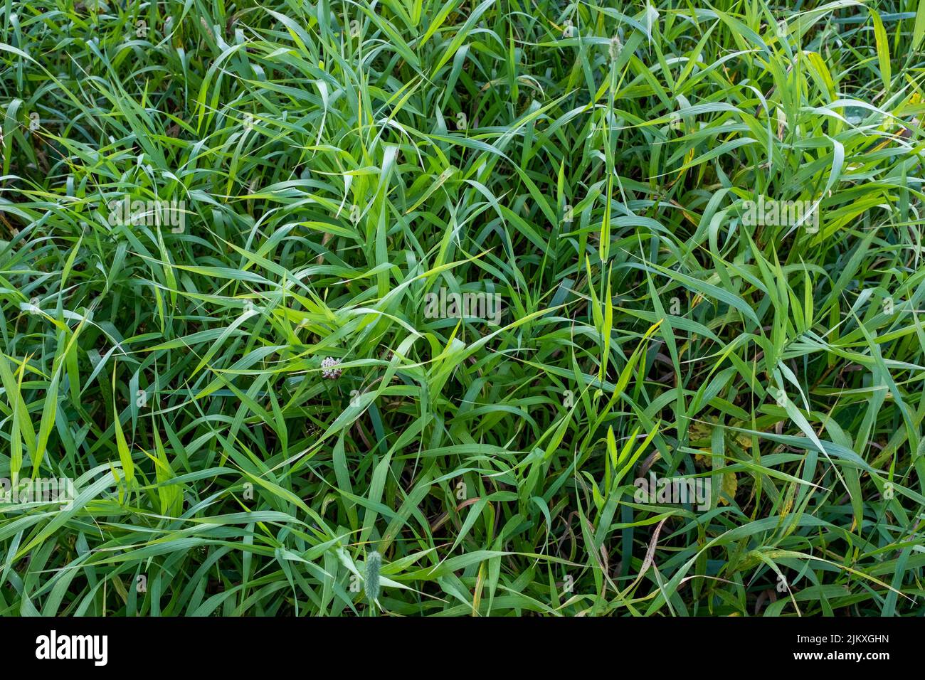 Background from green grass, top view. The texture of the fresh green ...