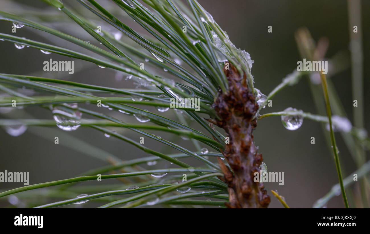 A dewy pine branch with needles Stock Photo - Alamy