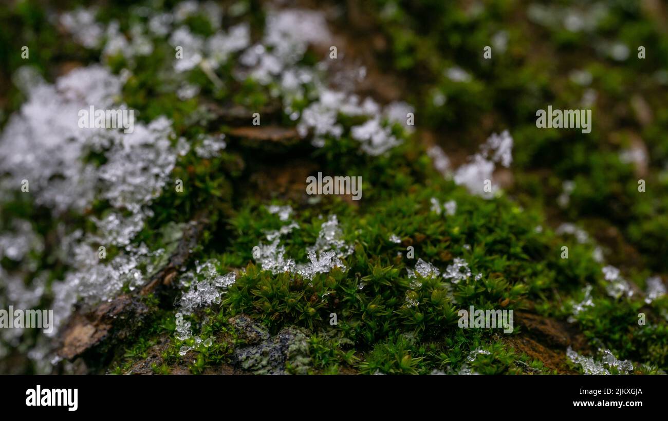 Green moss covered in snow Stock Photo - Alamy