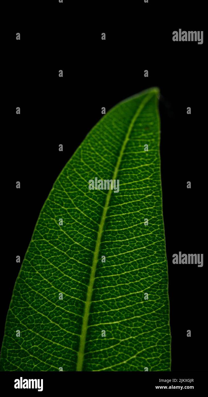 A vertical closeup of a green leaf texture on a black background Stock ...