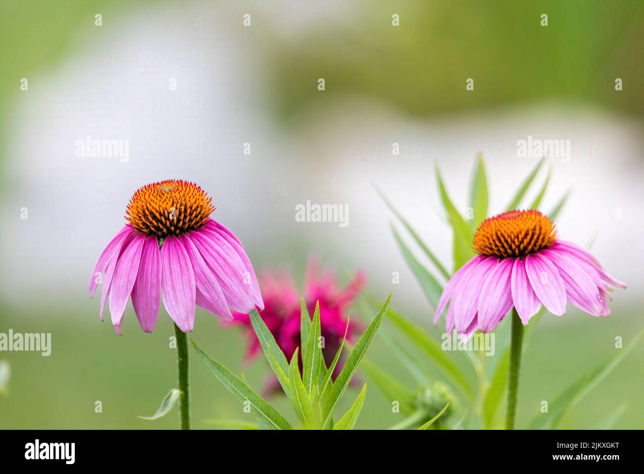 Flowers which are commonly called coneflowers (Echinacea). The pale ...