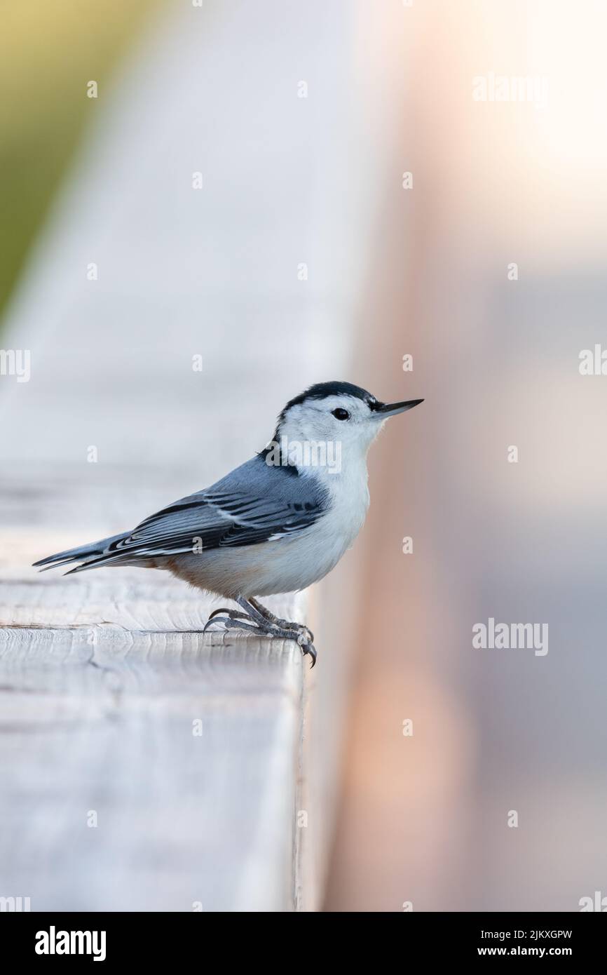 A closeup shot of a bird Stock Photo - Alamy