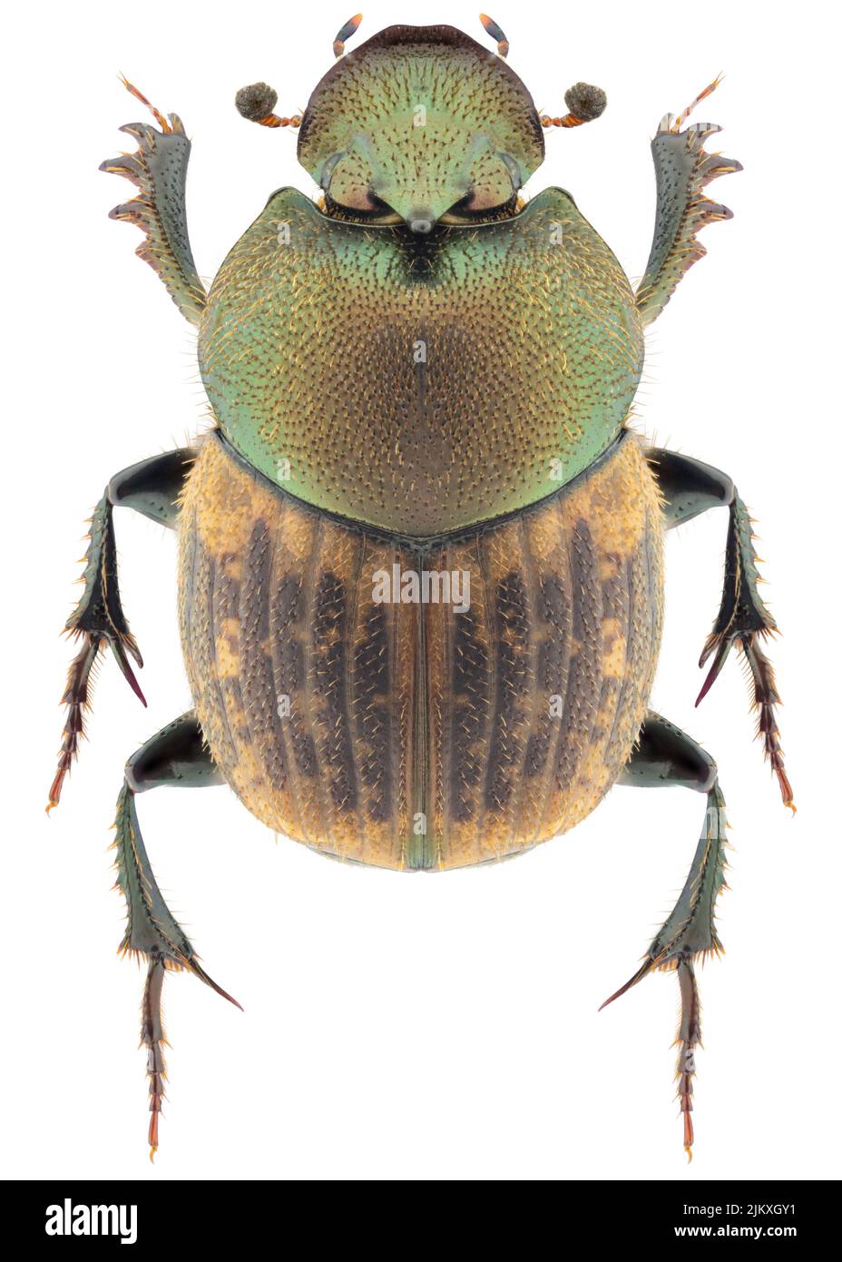 Dung beetle species Onthophagus coenobita, male Stock Photo - Alamy