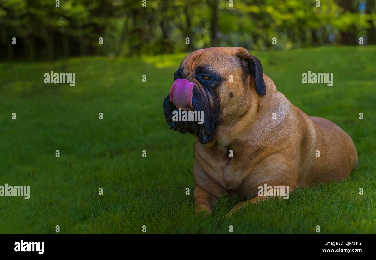A BULLMASTIFF LYING IN LUSH GREEN GRASS WITH A BLURRY BACKGROUND AND ...