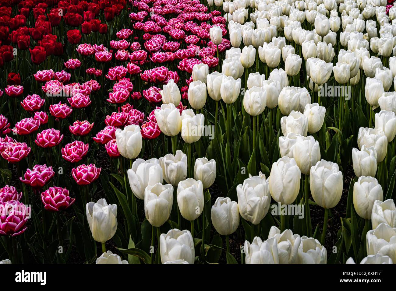 THREE ROWS OF TULIPS IN WHITE PINK AND RED WITH DARK GREEN STALKS IN ...