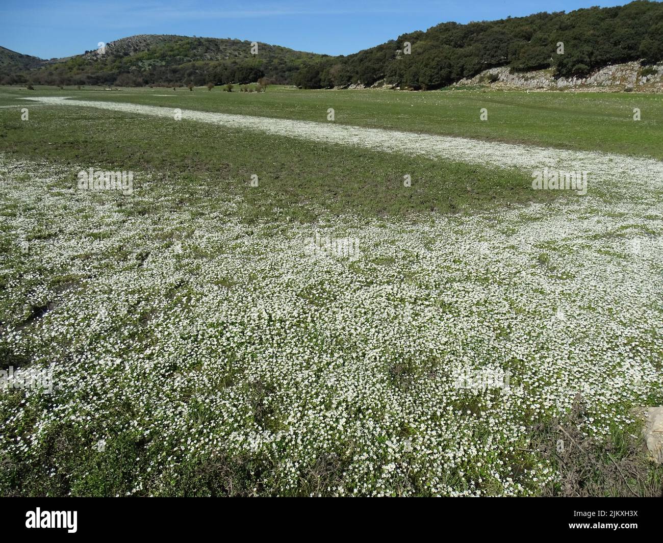a shot of green field with pathway of white flowers Stock Photo - Alamy