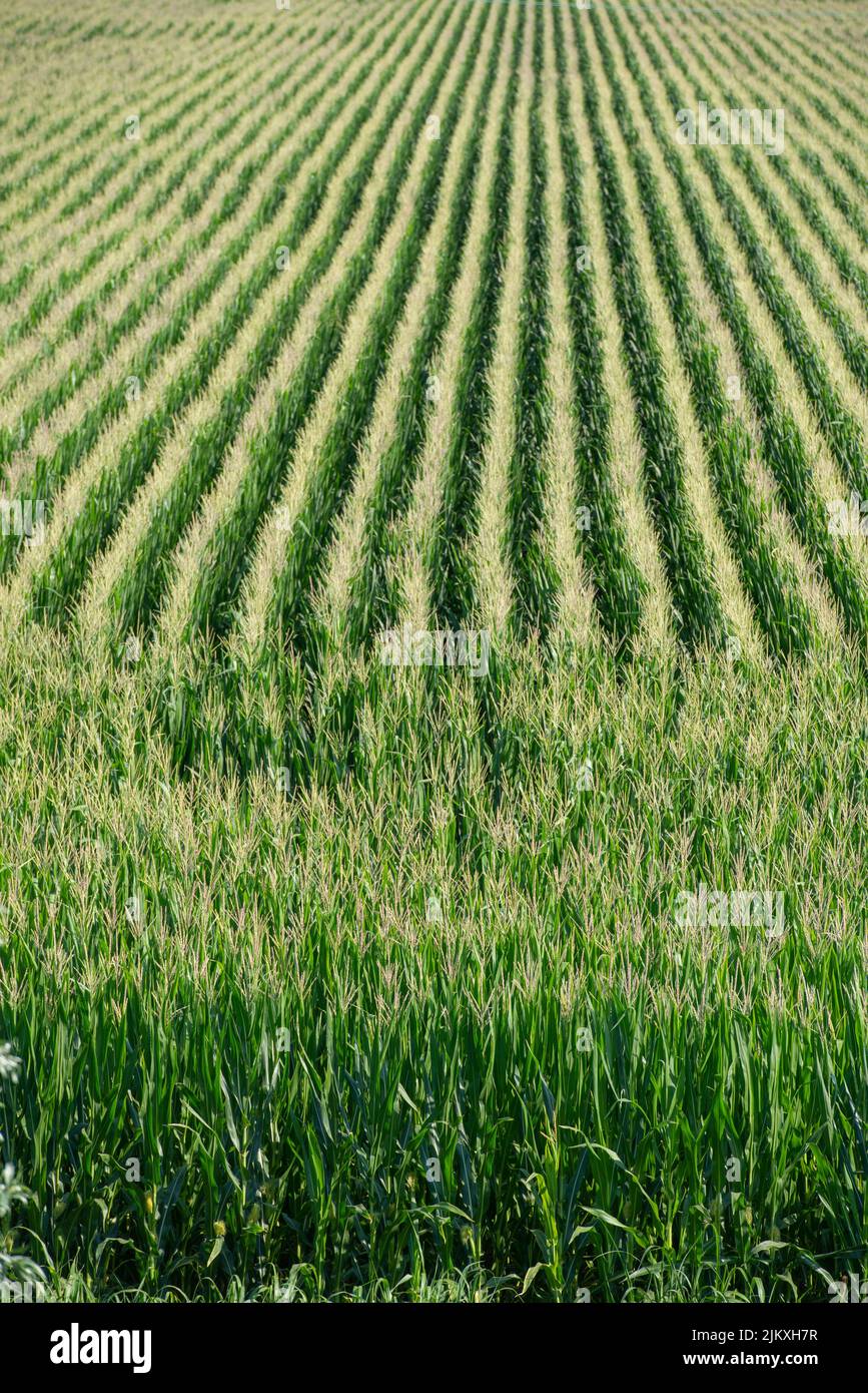 Threshed corn hi-res stock photography and images - Alamy