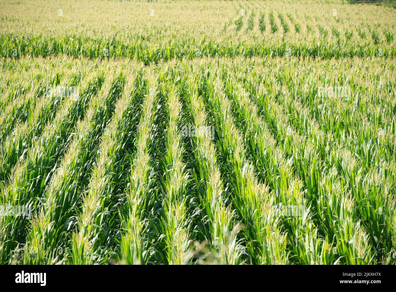 Threshed corn hi-res stock photography and images - Alamy