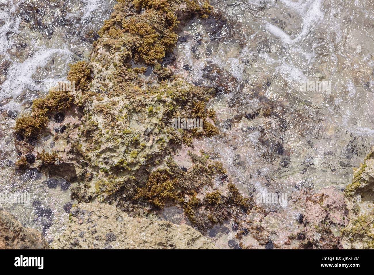 A view of sea urchins on rocky and mossy water ground of sea Stock ...