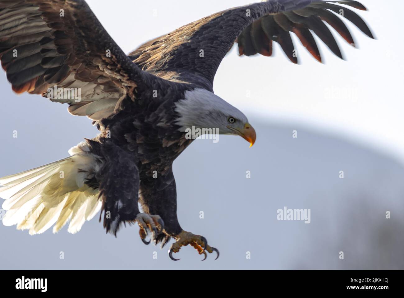 Flying american bald eagle landing hi-res stock photography and images ...