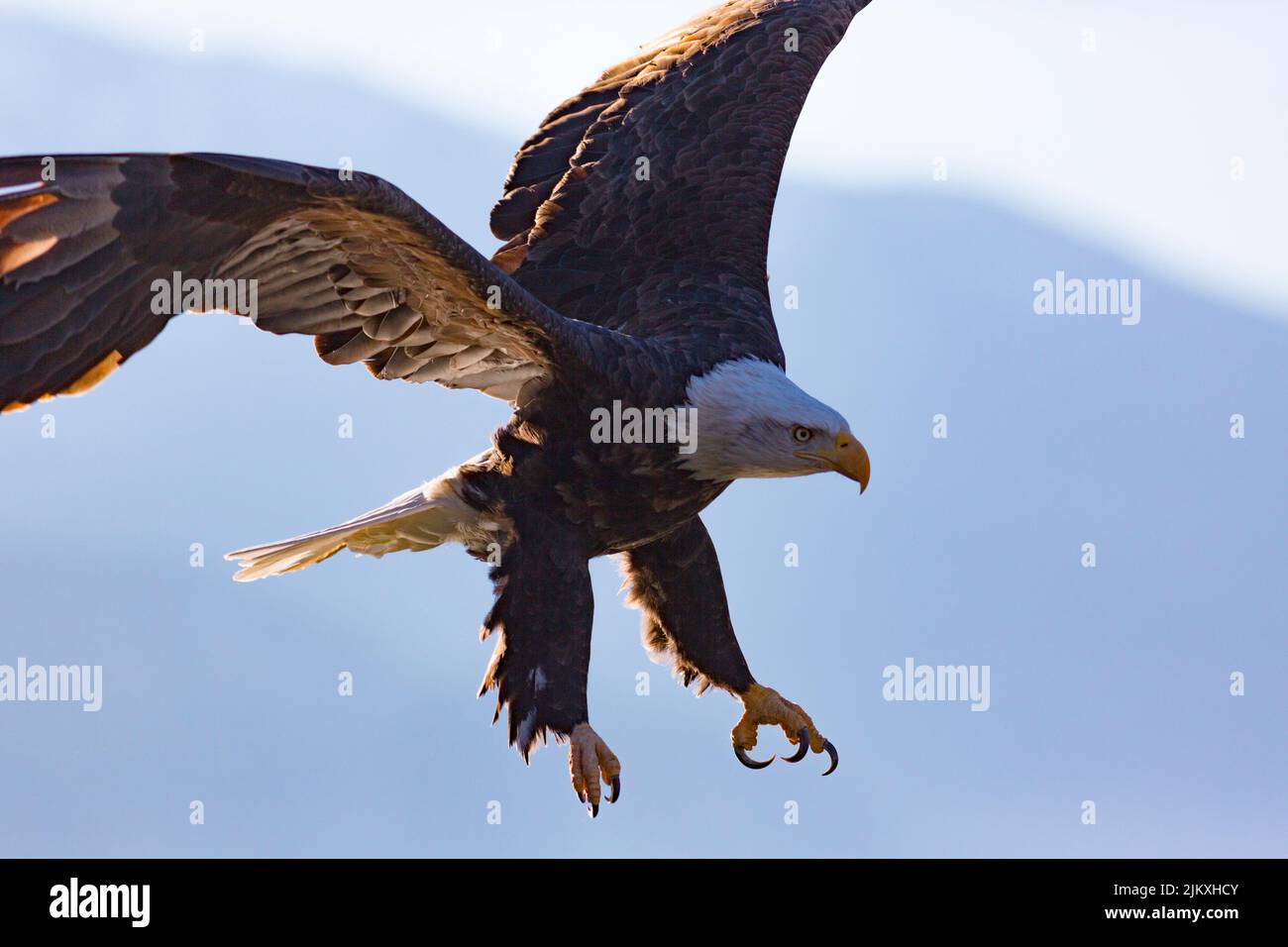 Bald eagle feather hi-res stock photography and images - Alamy