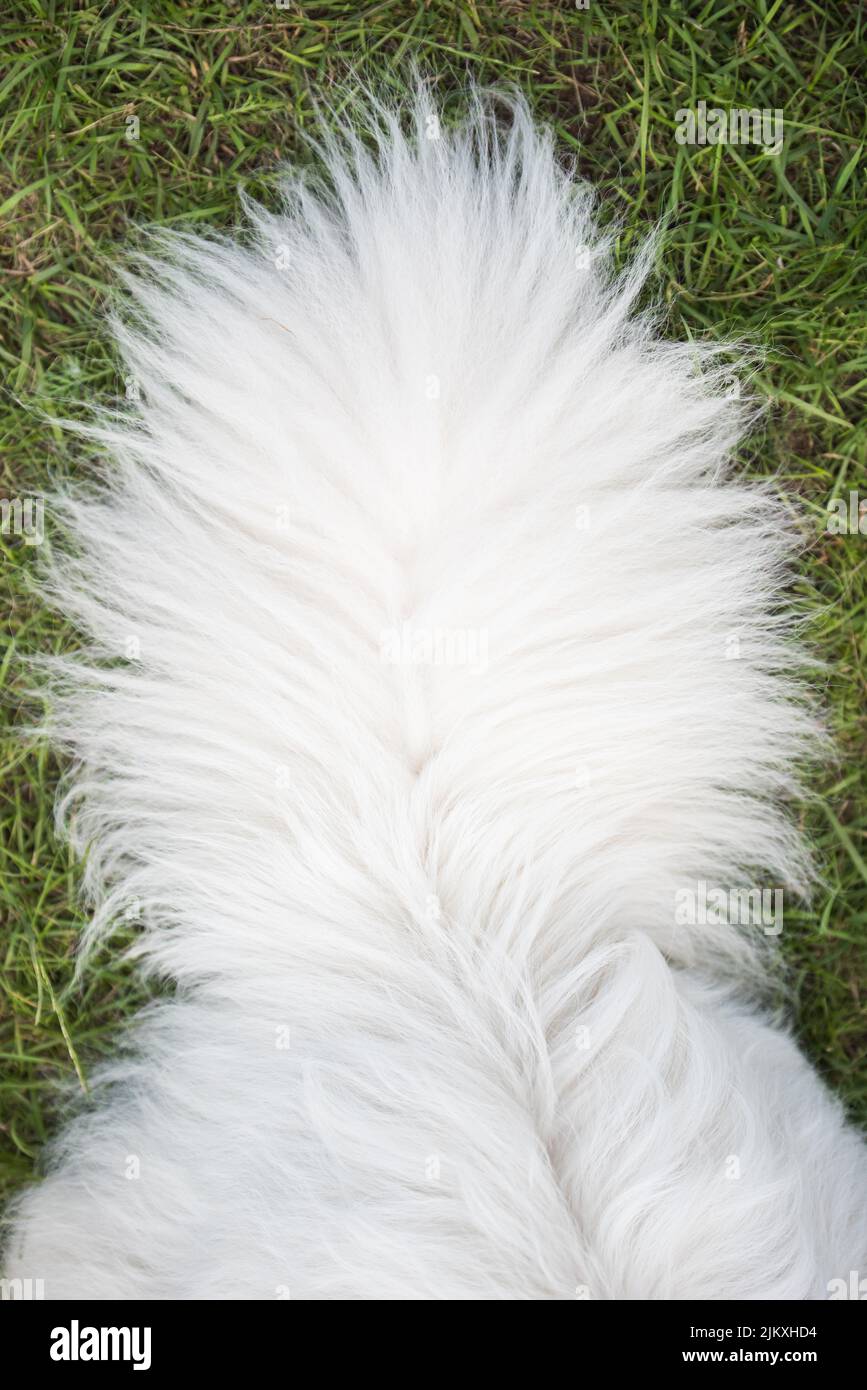 Big dog fluffy tail hi-res stock photography and images - Alamy