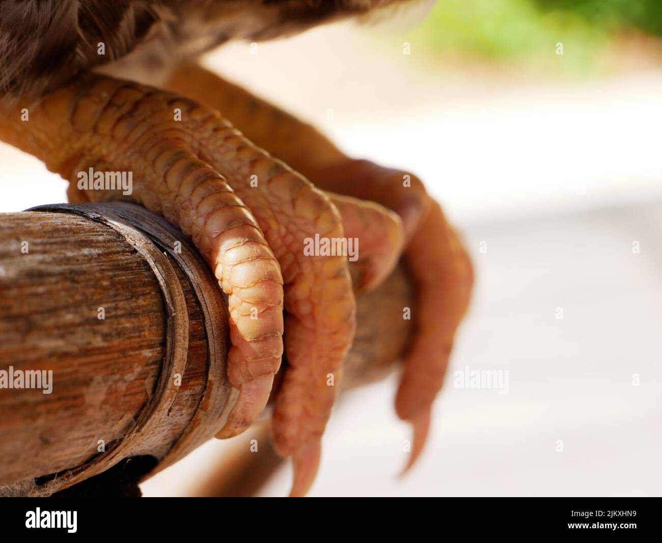 Body parts of a chicken hi-res stock photography and images - Alamy