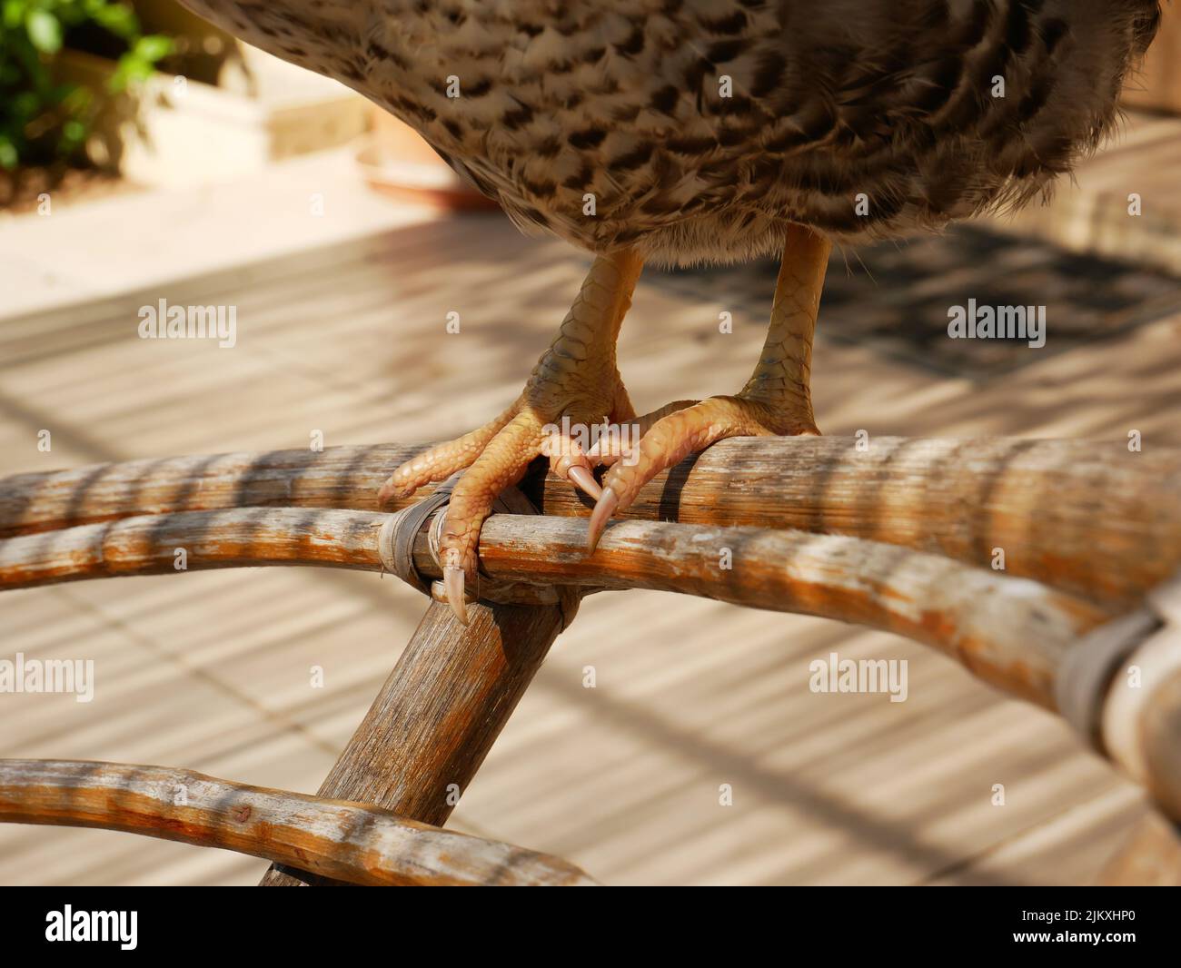 Body parts of a chicken hi-res stock photography and images - Alamy