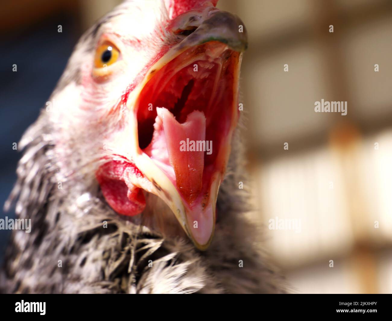 Angry rooster hi-res stock photography and images - Alamy
