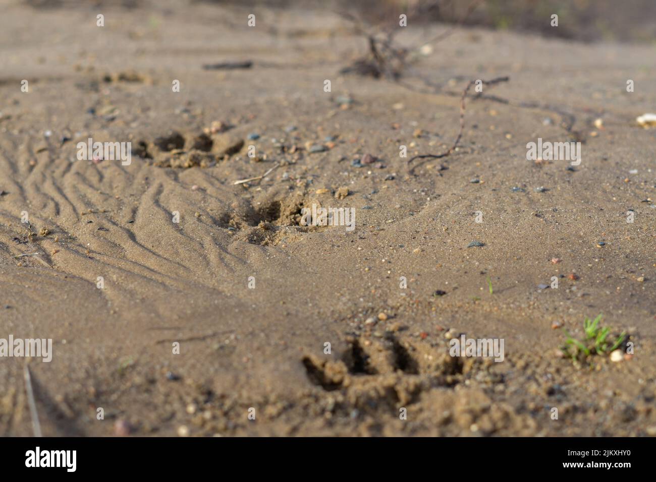 image of footprints in the sand of a dog Stock Photo - Alamy