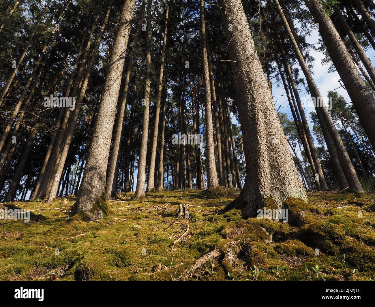 Moss bottom tree hi-res stock photography and images - Alamy
