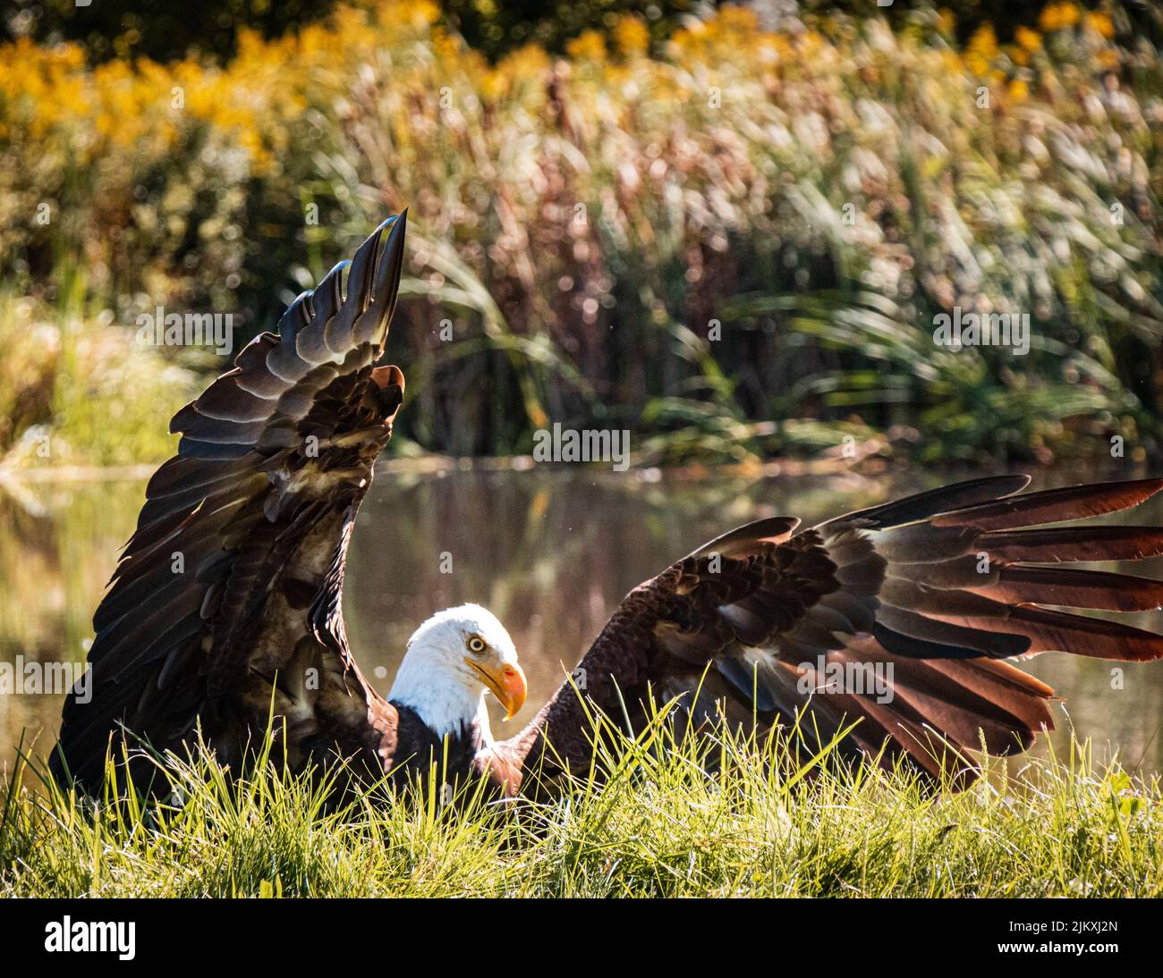 A closeup of the bald eagle, Haliaeetus leucocephalus spreading its ...