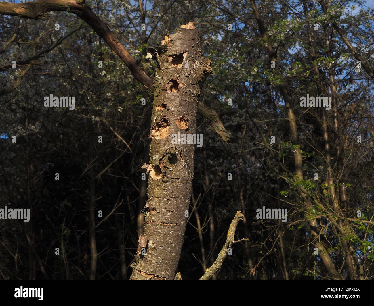 dead trunk with many holes from a woodpecker, shot at day Stock Photo ...