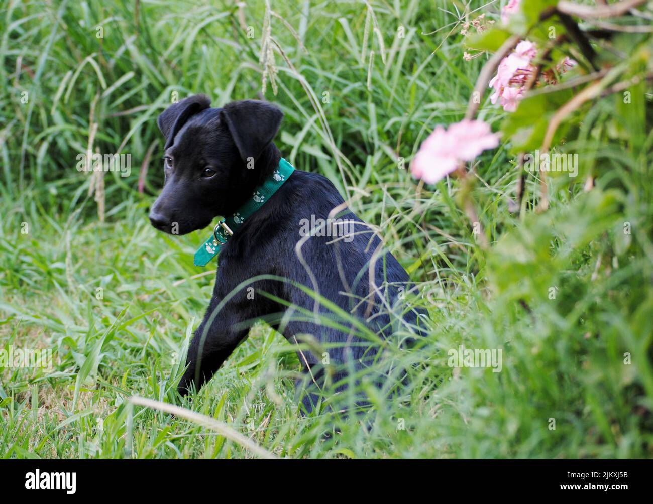 tender black dog puppy playing in a garden Stock Photo - Alamy