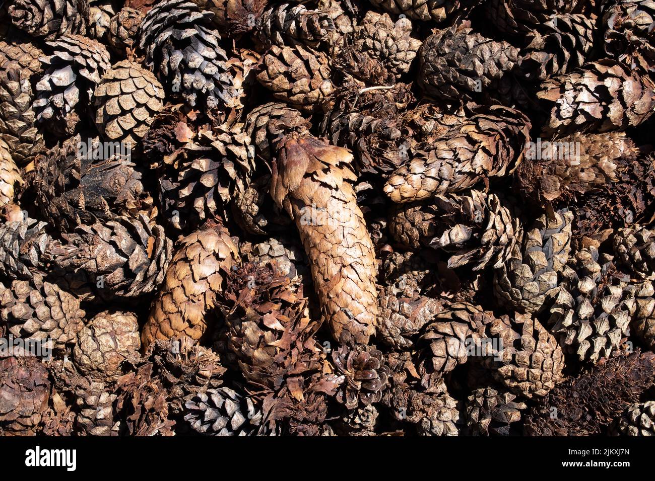 Brown spruce cones close hi-res stock photography and images - Alamy